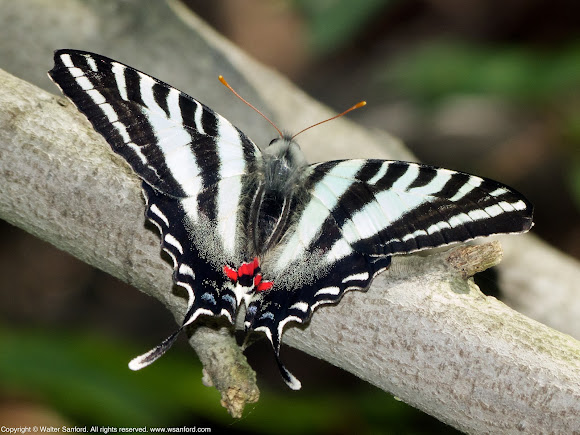 Zebra Swallowtail butterfly | Project Noah