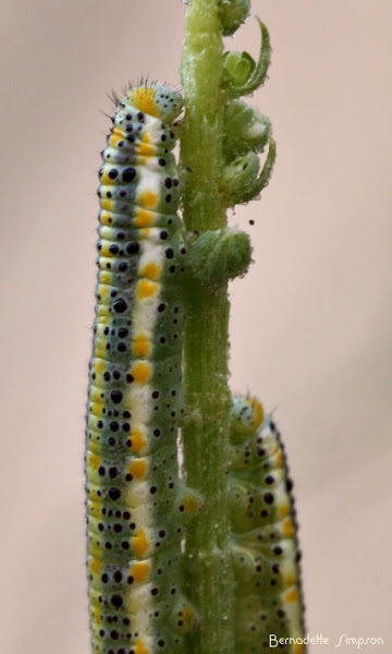 Bath White Larvae | Project Noah