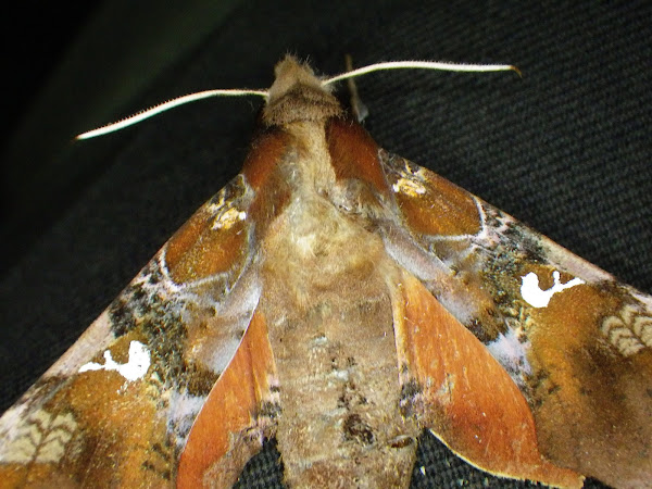 Falcifera Sphinx Moth | Project Noah