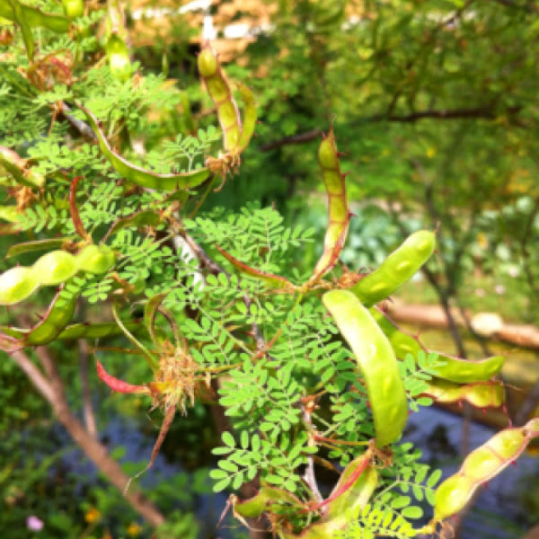 Fragrant Mimosa | Project Noah