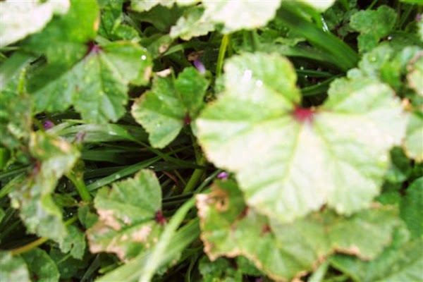 Cheese Wheel plant | Project Noah