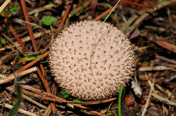 Spiny puffball, Cuesco de lobo erizado | Project Noah