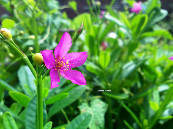 Surinum Purslane, Ceylon Spinach, Waterleaf | Project Noah