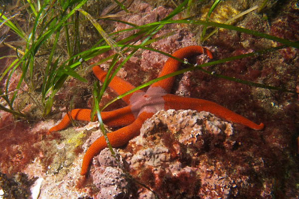 Blood Starfish | Project Noah