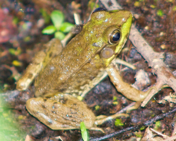 Green Frog | Project Noah