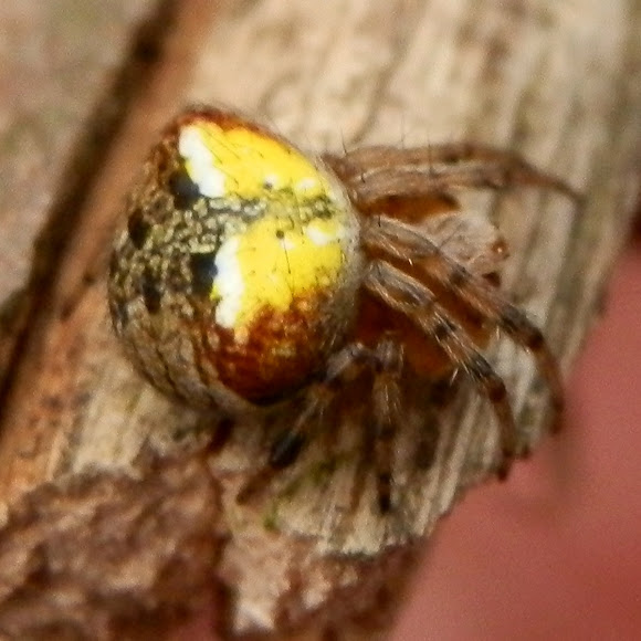 White-winged Araneus | Project Noah