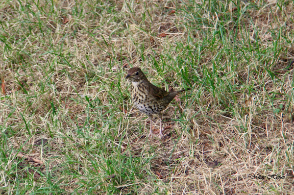 song thrush | Project Noah