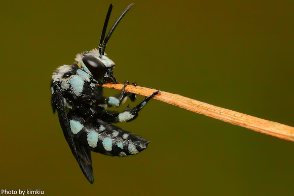 Neon Cuckoo Bee | Project Noah