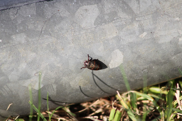 Two-lined Spittlebug | Project Noah