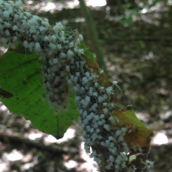 Beech Blight Aphid | Project Noah
