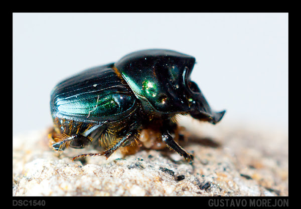 Escarabajo de cuernos curvos / Curved horns beetle | Project Noah