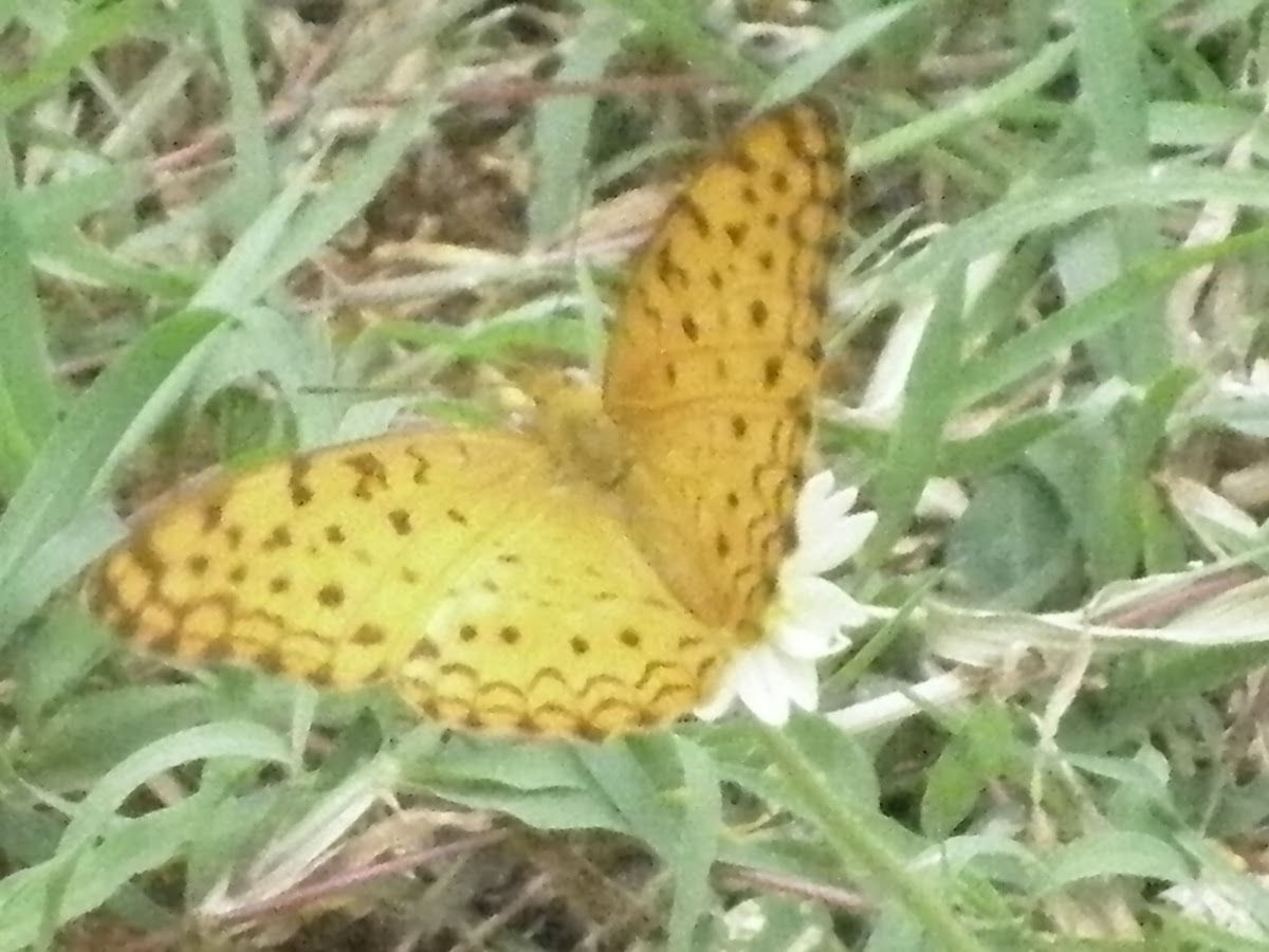 COMMON LEOPARD BUTTERFLY | Project Noah
