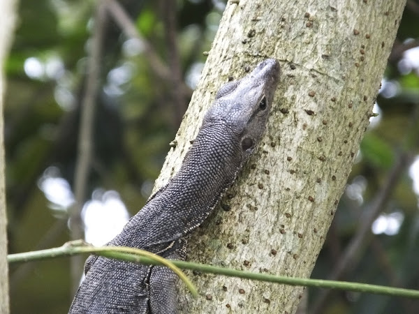 Water Monitor Lizard | Project Noah