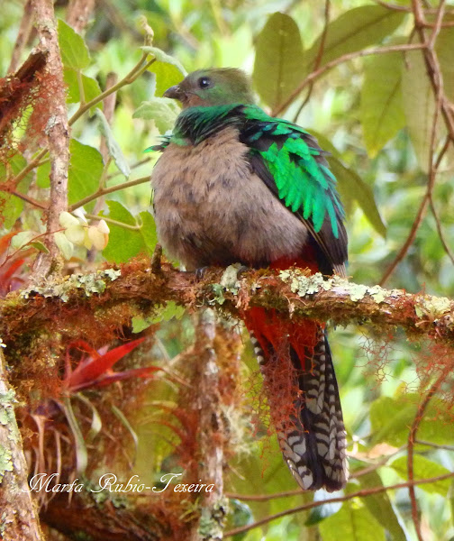Resplendent quetzal female | Project Noah
