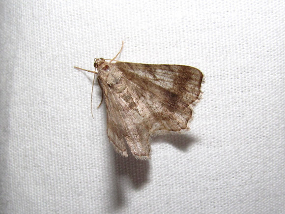 Faint-spotted Angle | Project Noah