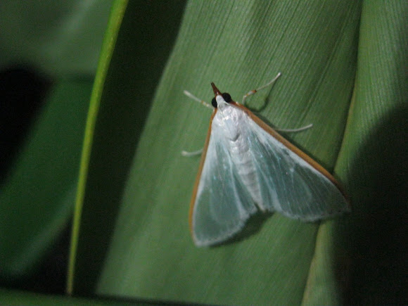 Diaphania glauculalis | Project Noah