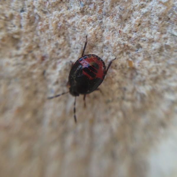 Spotting | Project Noah