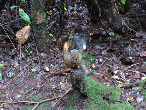 Bang's Mountain Squirrel | Project Noah
