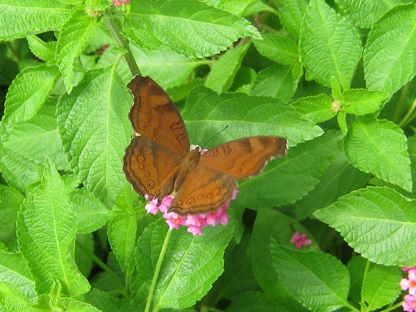 Brown Pansy | Project Noah