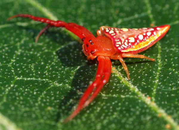 Triangular Spider | Project Noah