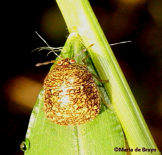 Kudzu bug | Project Noah