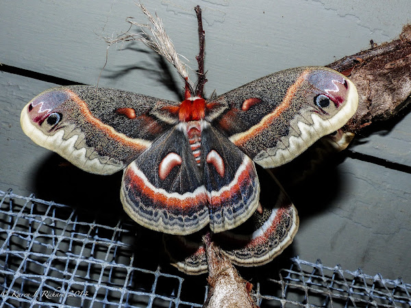 Cecropia moths (mating) | Project Noah