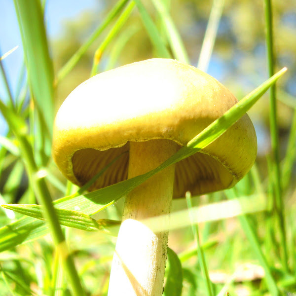 Psilocybe cubensis | Project Noah