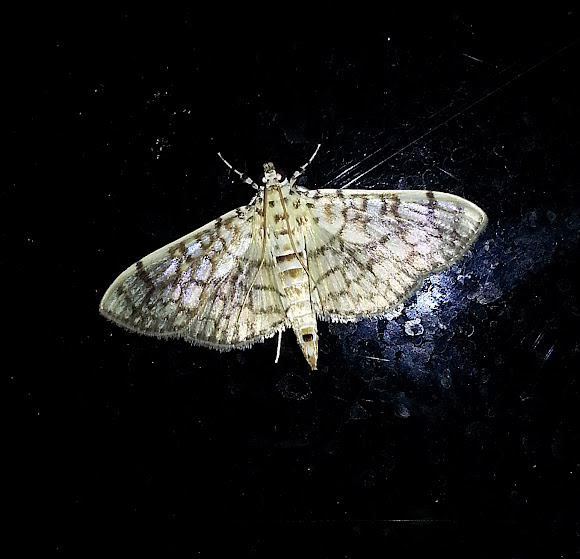 Cotton Leaf Roller | Project Noah