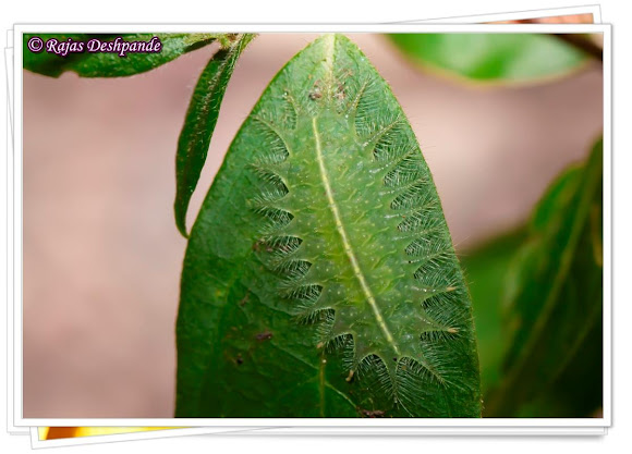 Common Baron Caterpillar | Project Noah