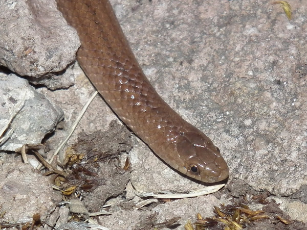 Scorpion Eater Snake | Project Noah