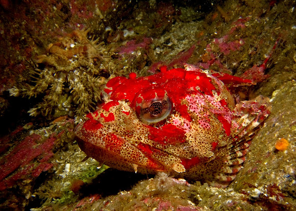 Red Irish Lord | Project Noah