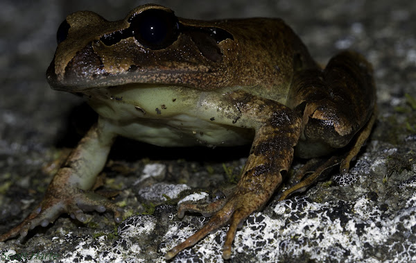 Northern Barred Frog | Project Noah