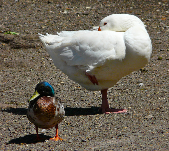 Mallard & Embden goose | Project Noah