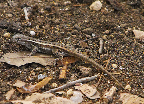 Texas Rose-bellied Lizard | Project Noah