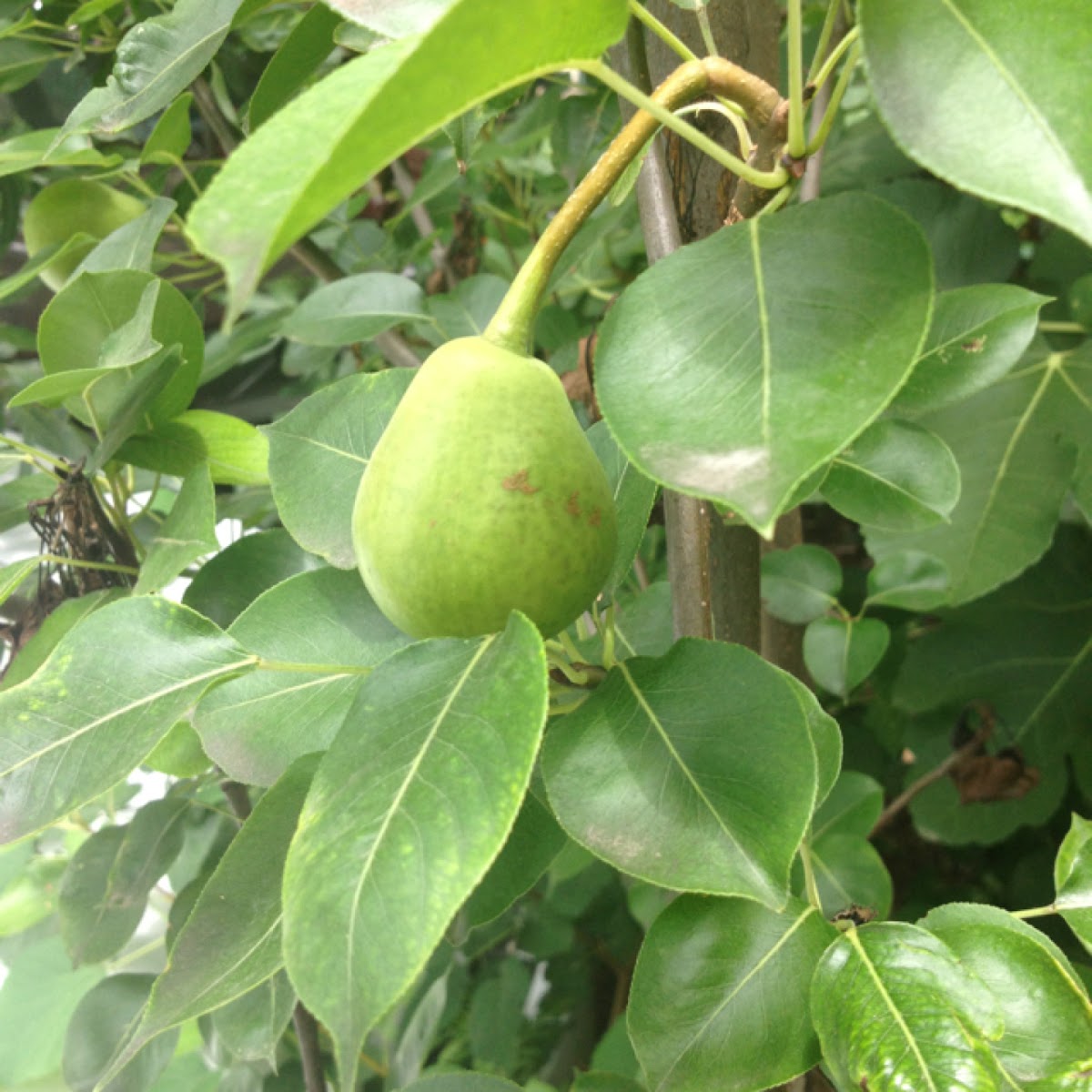 Pear tree | Project Noah