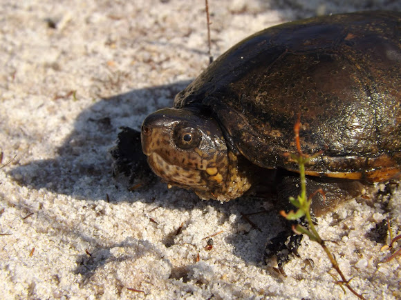 Eastern Mud Turtle | Project Noah