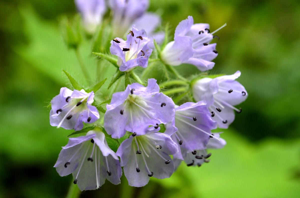 Appendaged Waterleaf | Project Noah