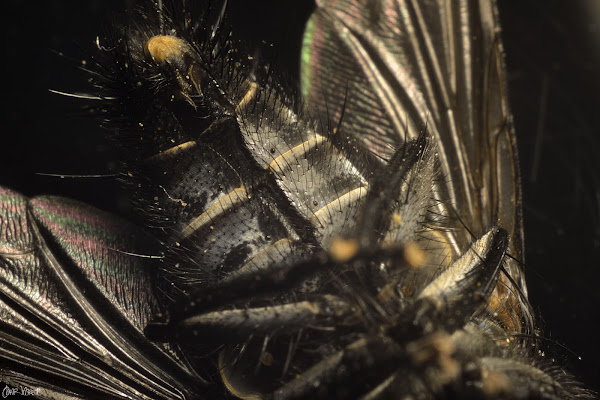 Fly corpse | Project Noah