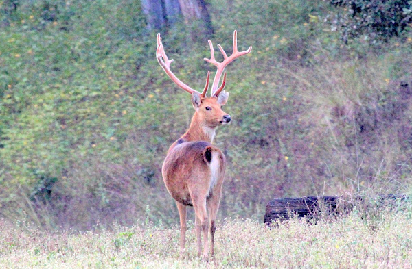 Barasingha | Project Noah