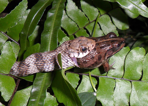 Buff Striped Keelback - eating a frog | Project Noah