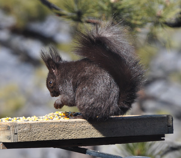 Abert's Squirrel | Project Noah