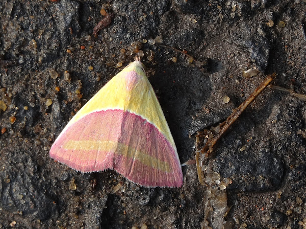 Banner Moth | Project Noah