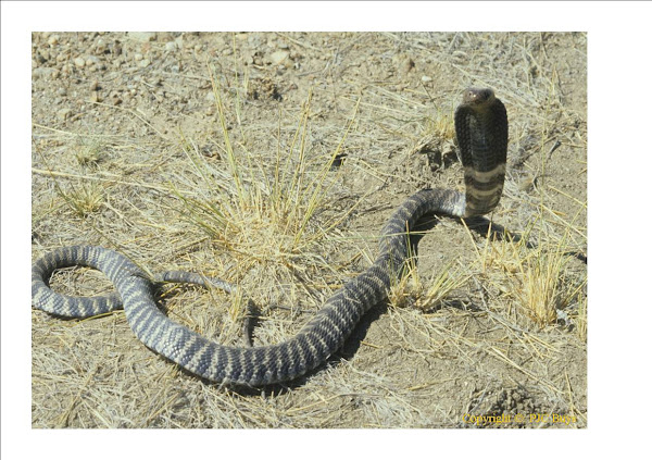 Zebra snake | Project Noah