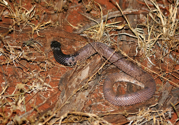 Shield-nose Snake | Project Noah