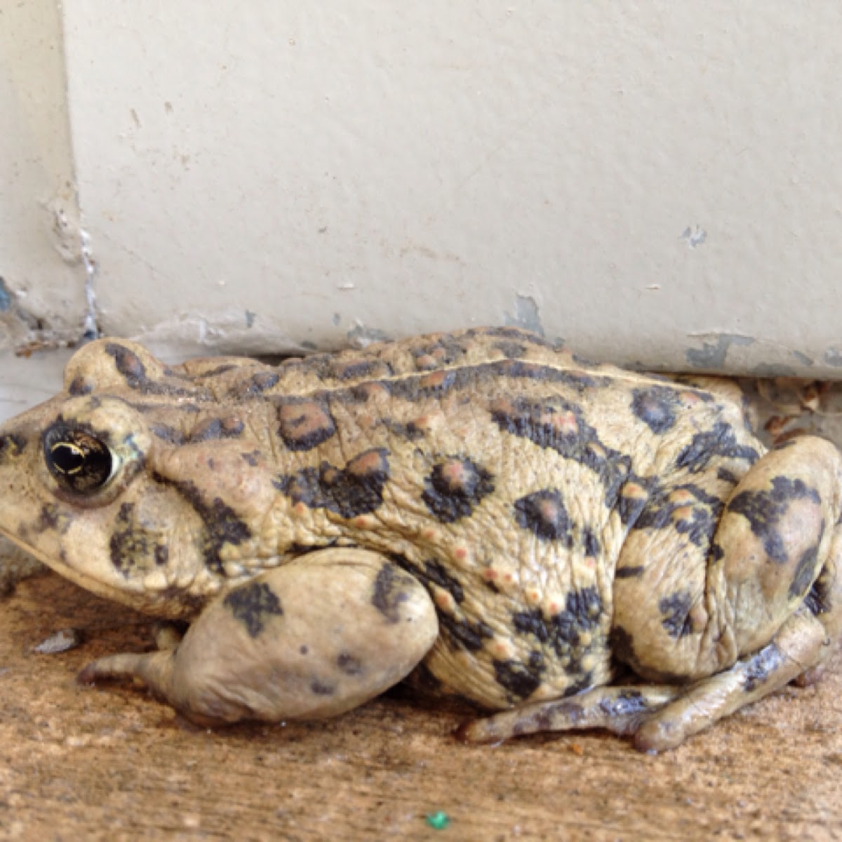 Western Toad | Project Noah