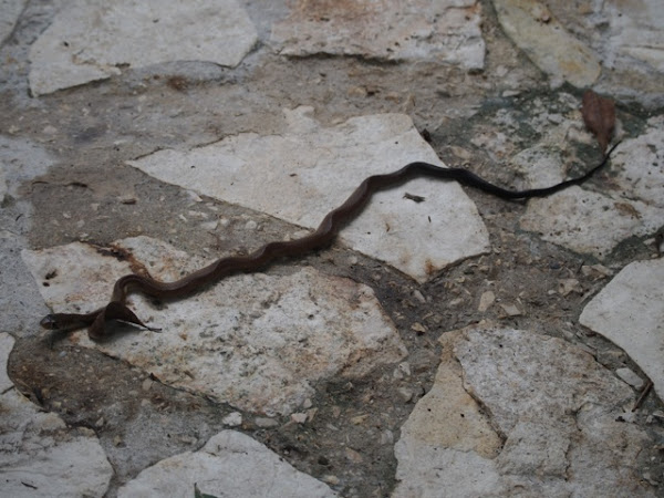 Black Tailed Cribo/Middle American Indigo Snake | Project Noah