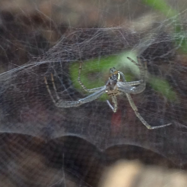 Spider | Project Noah