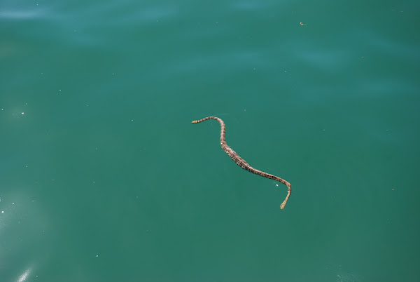 Sea Snake | Project Noah