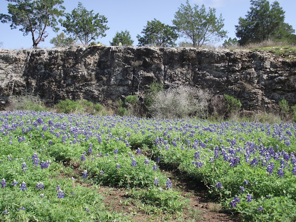 Texas Bluebonnets | Project Noah