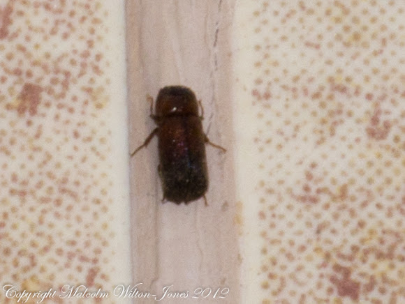 False Powderpost Beetle | Project Noah